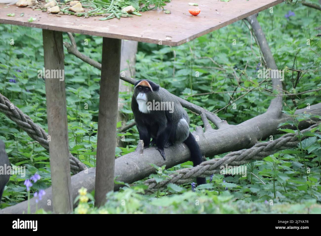 Howlett's gorilla hi-res stock photography and images - Alamy