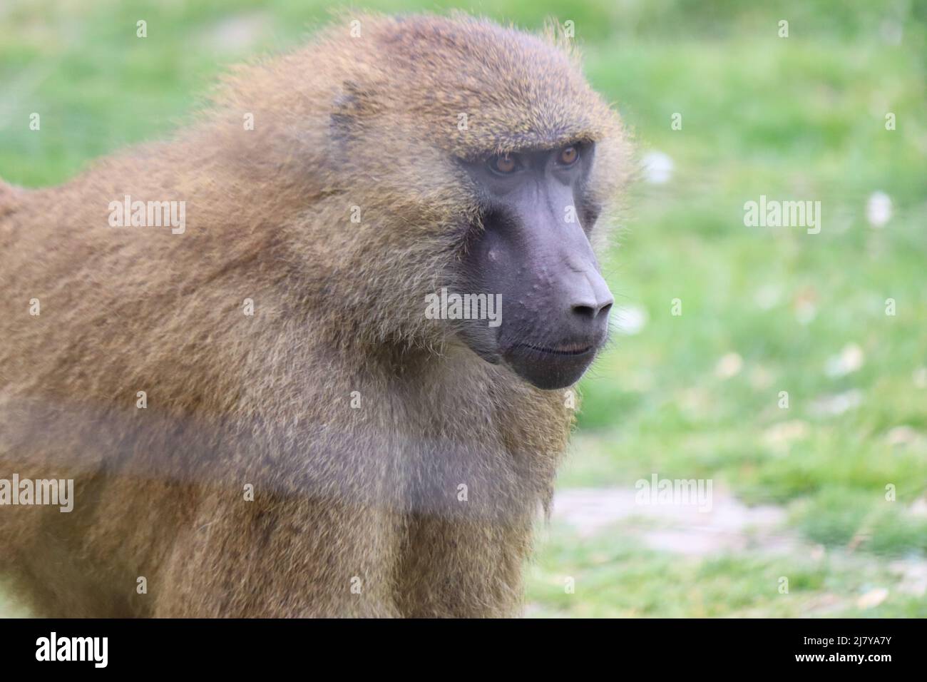 Howlett's gorilla hi-res stock photography and images - Alamy