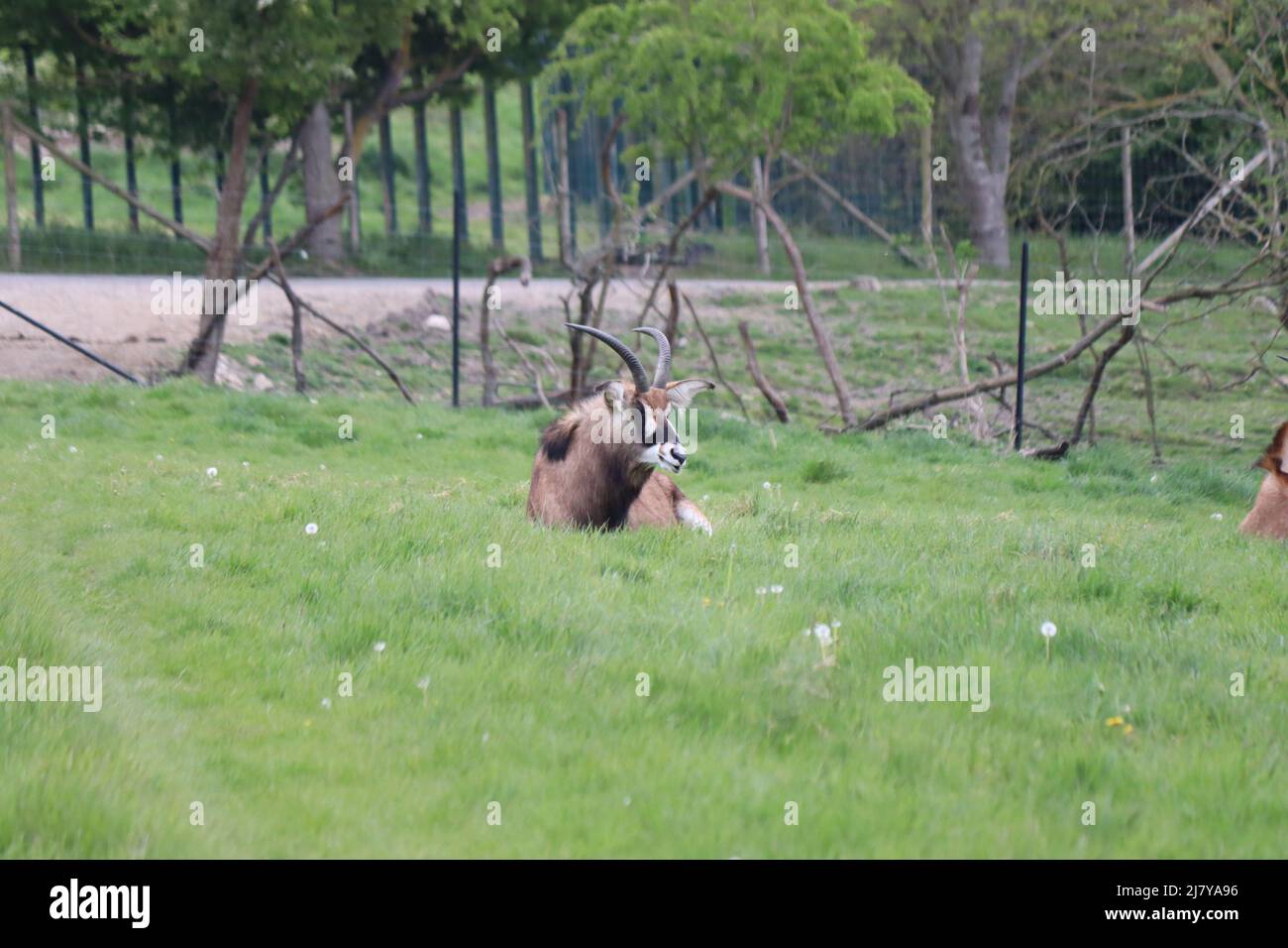 Howlett's gorilla hi-res stock photography and images - Alamy