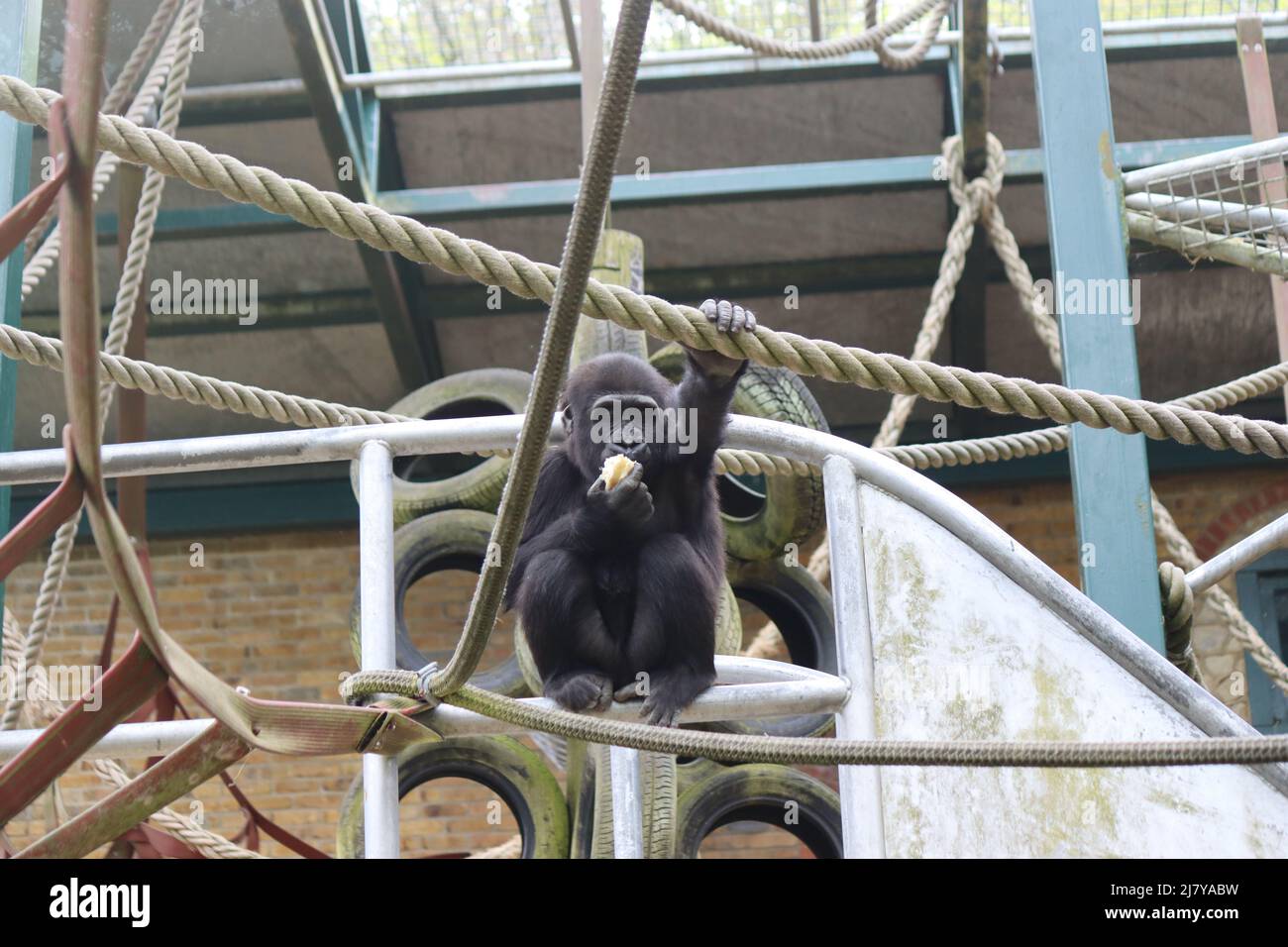 Howlett's gorilla hi-res stock photography and images - Alamy