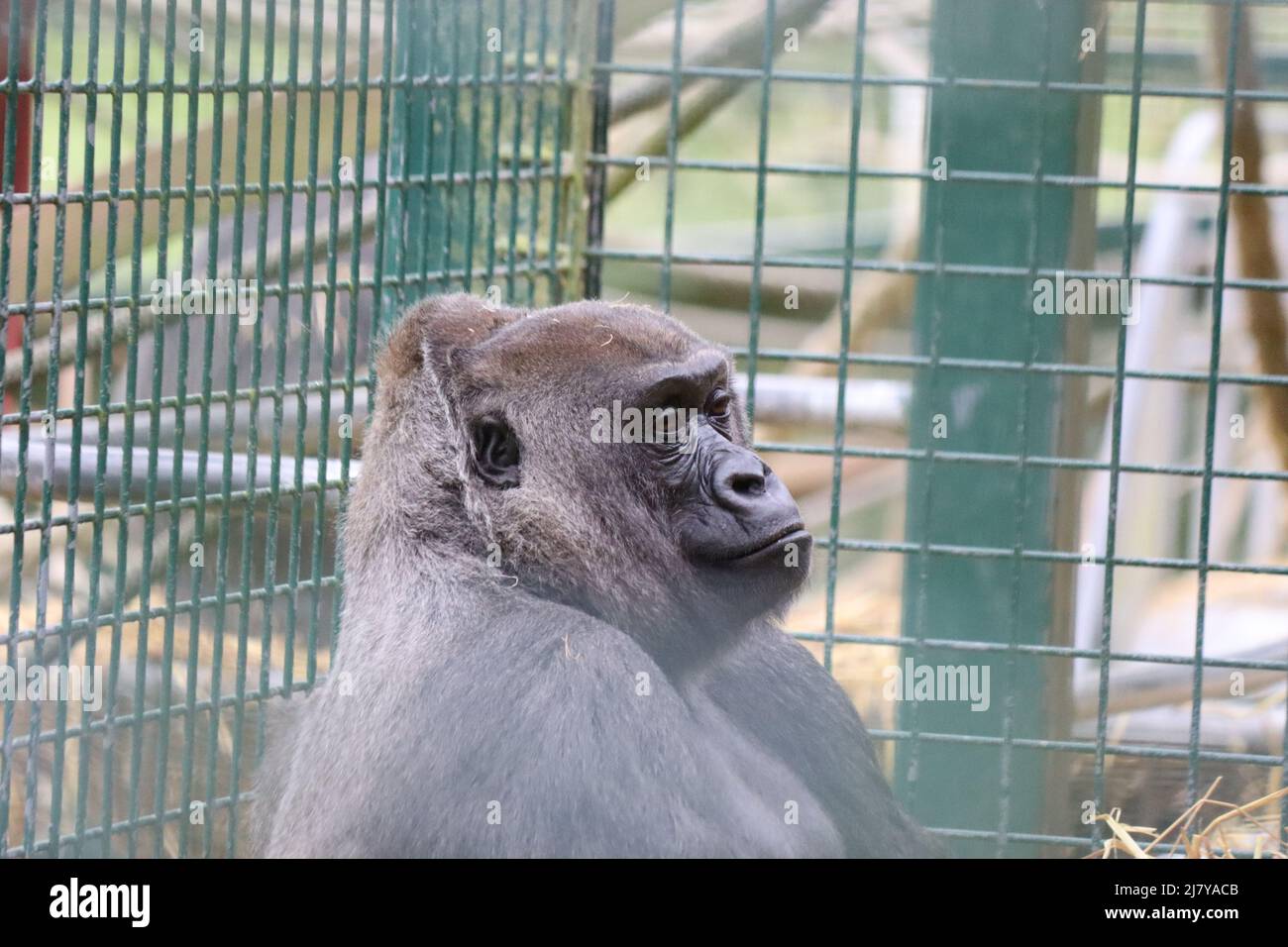Howlett's gorilla hi-res stock photography and images - Alamy