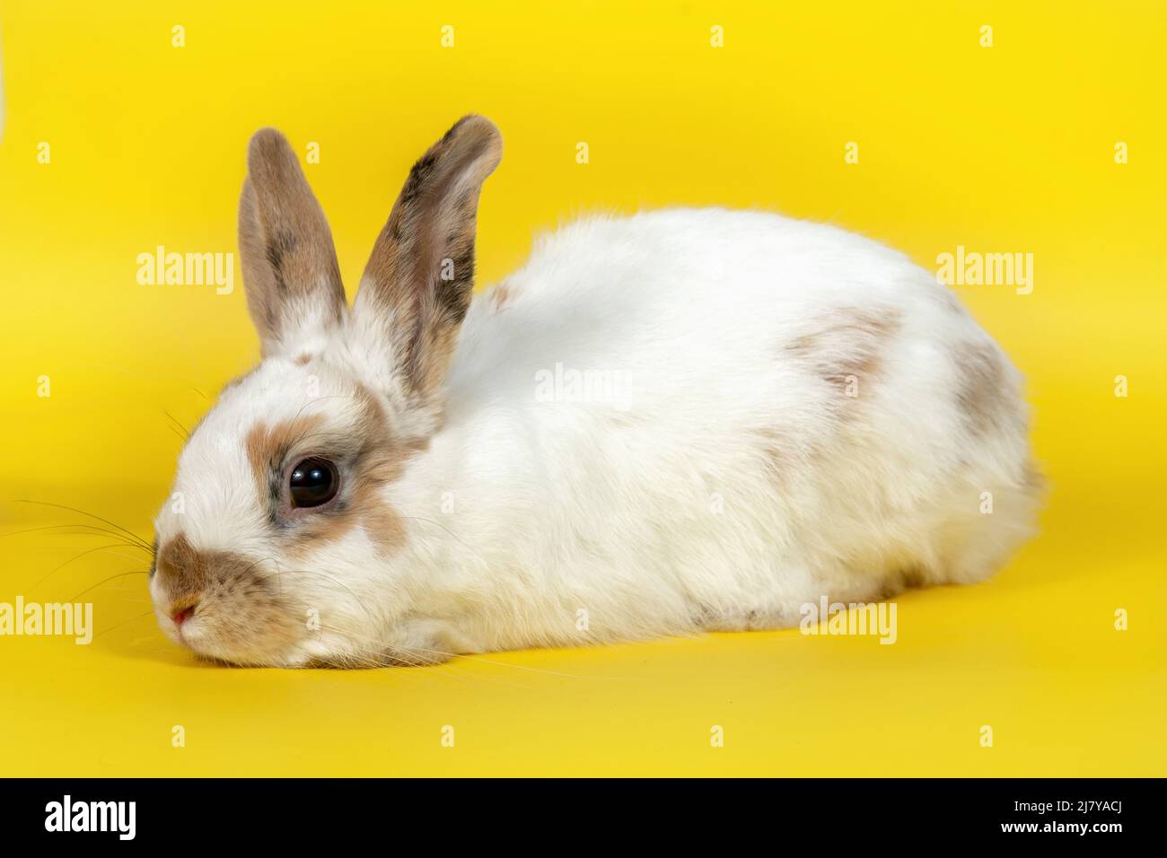 White rabbit with brown ears on yellow background. Domestic animal, pet ...