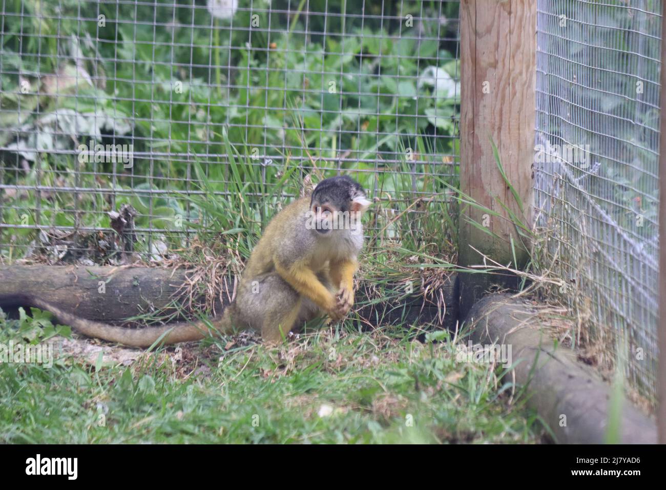 Howlett's gorilla hi-res stock photography and images - Alamy