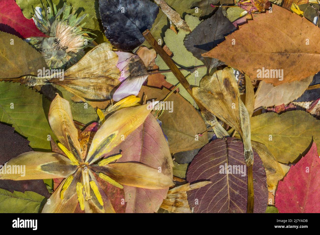 Series of leaves dried in a press Stock Photo - Alamy