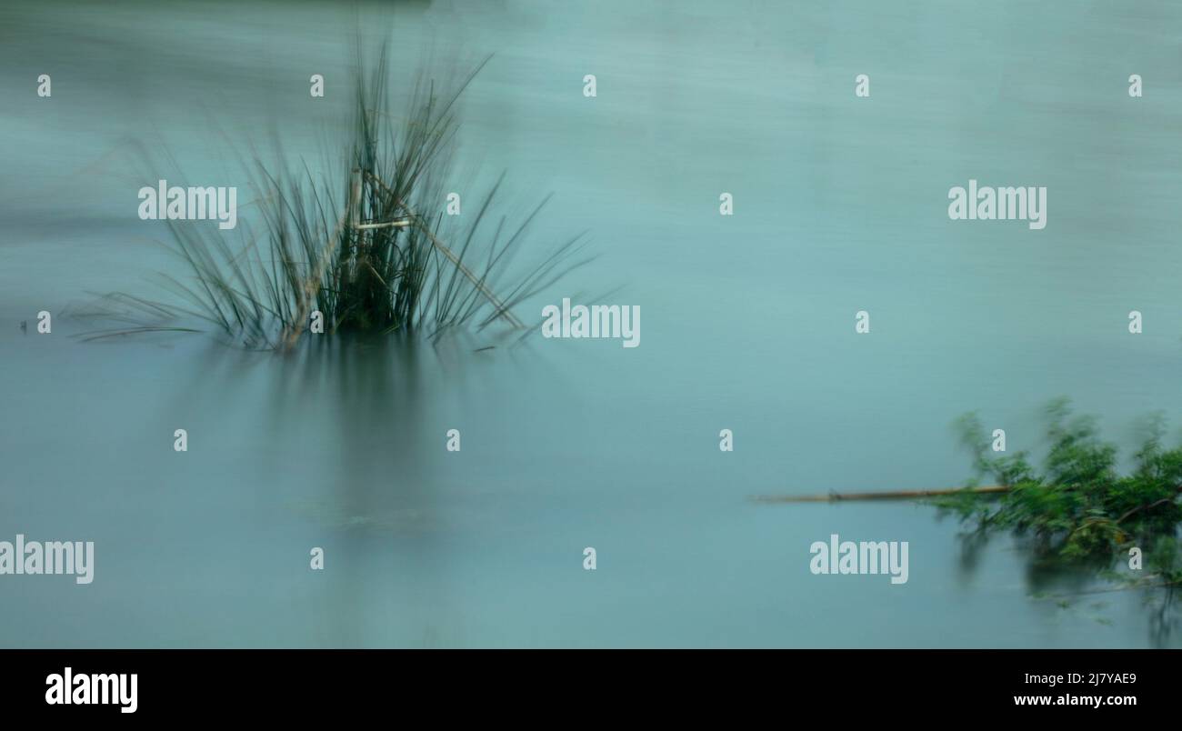 Long exposure art nature photograph, reeds standing proud in the ...