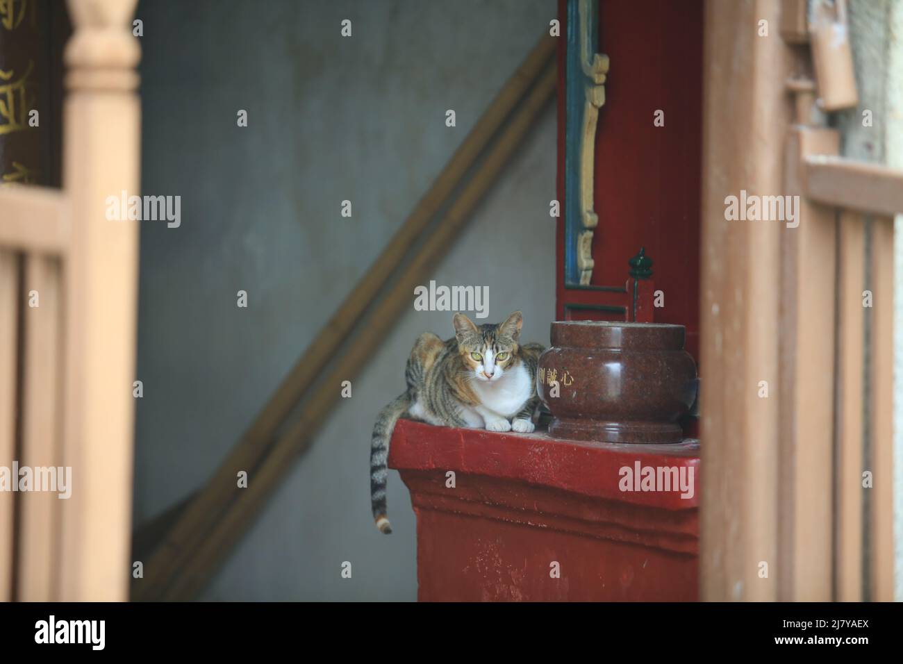 temple cat look around at tai o village Stock Photo - Alamy
