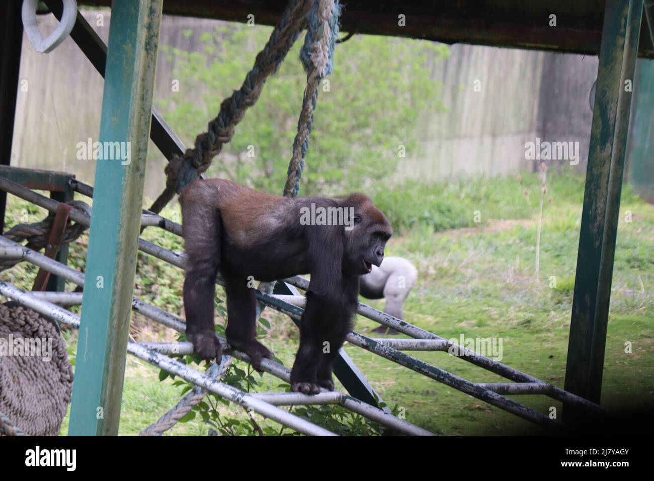 Howlett's gorilla hi-res stock photography and images - Alamy