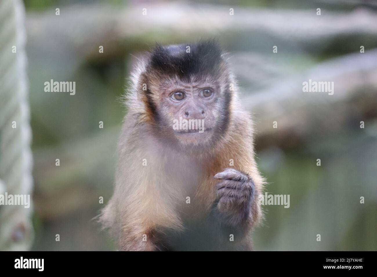 Howlett's gorilla hi-res stock photography and images - Alamy