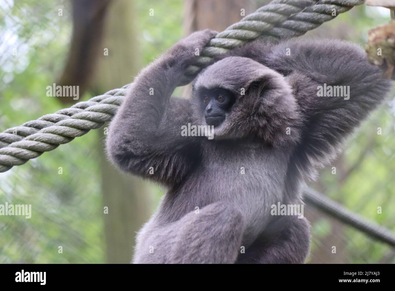 Howlett's gorilla hi-res stock photography and images - Alamy