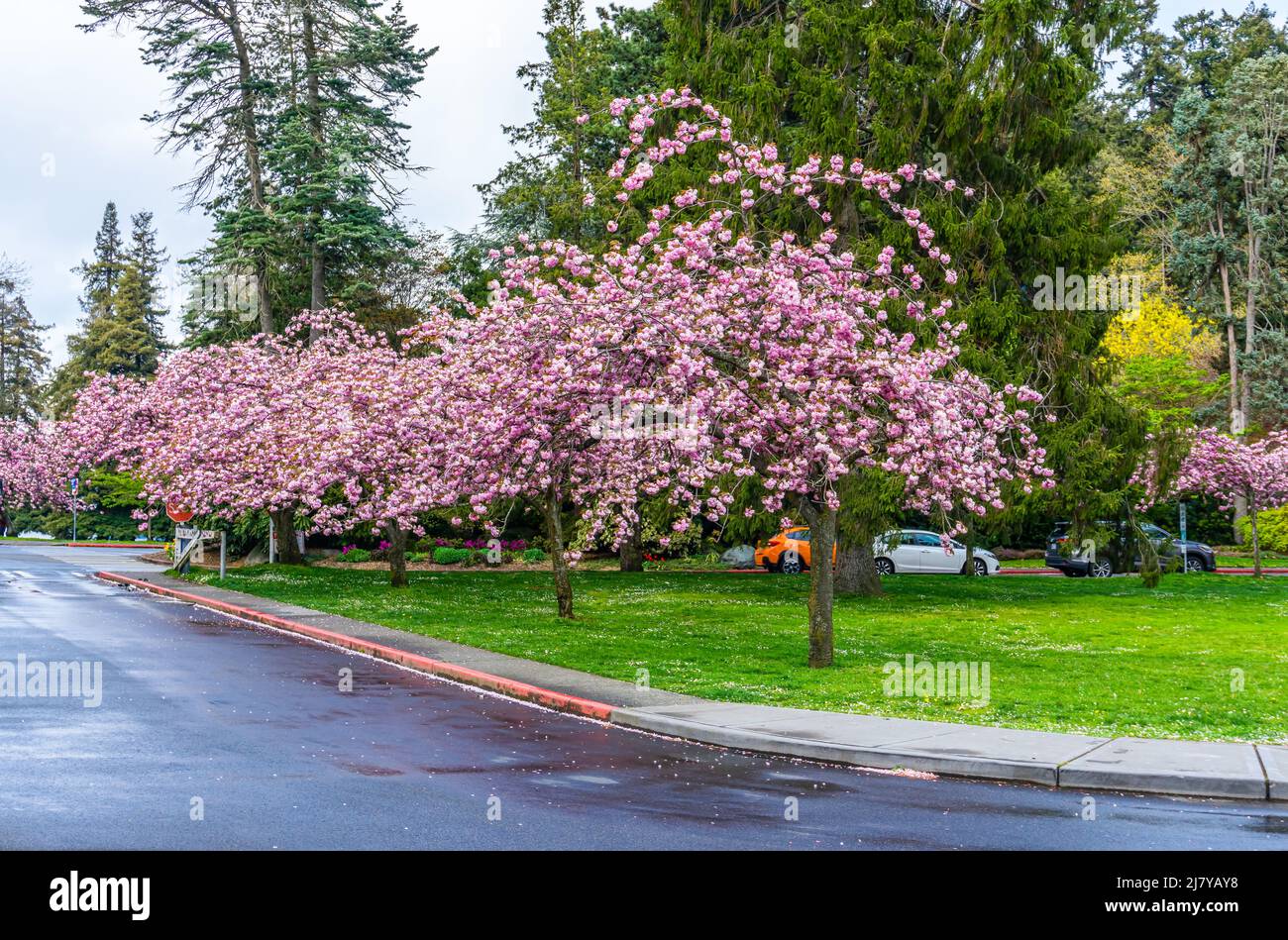 Cherry trees bloom along the road at Seward Park in Washington State ...