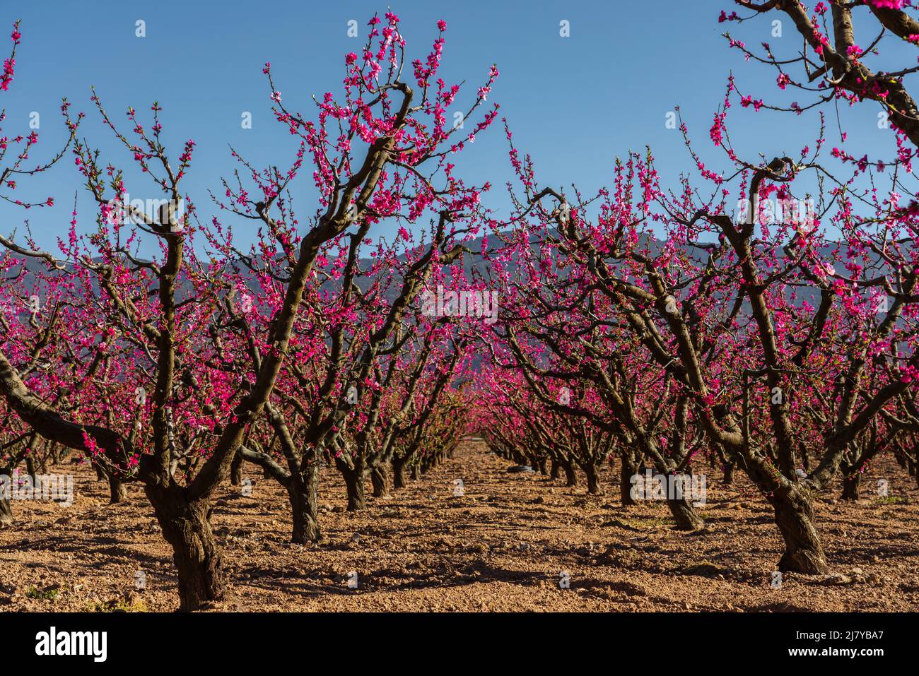 Peach blossom valley hi-res stock photography and images - Alamy