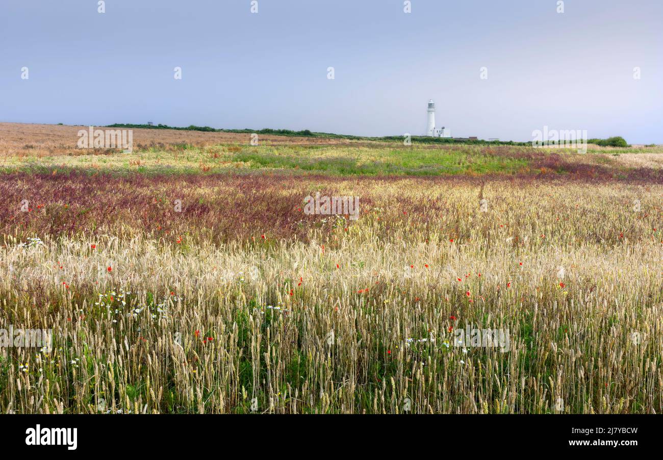 Colourful view of fallow fields with overgrown crops and grasses and ...