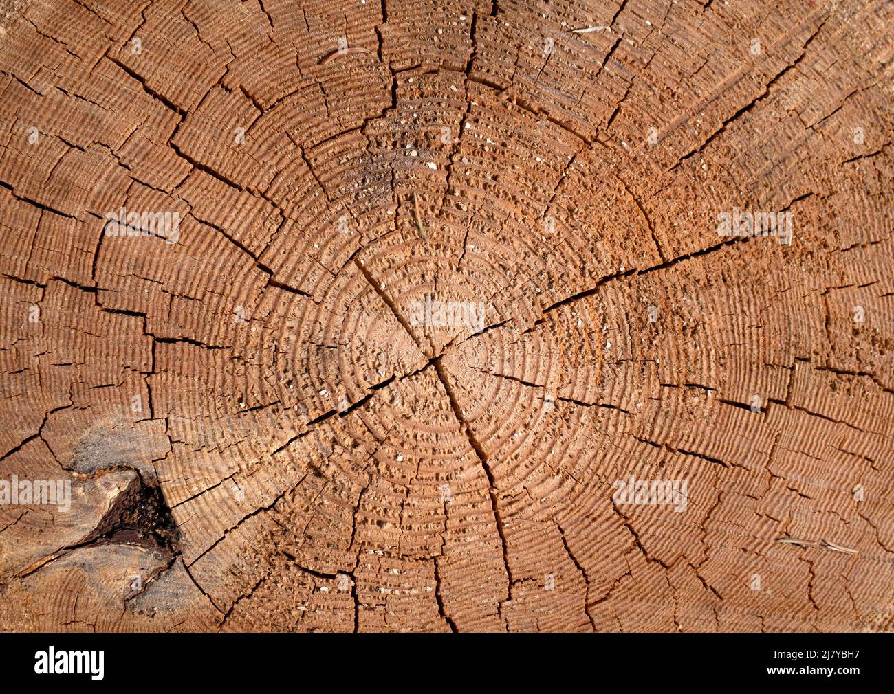 Timber cross-cut in close-up Stock Photo - Alamy