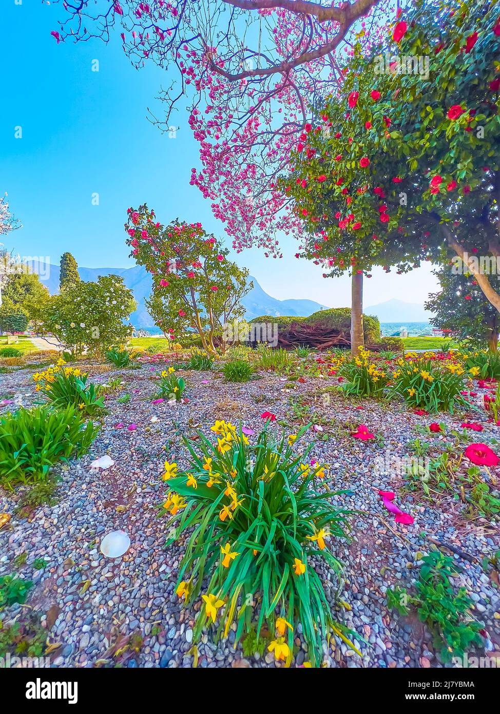 The blooming flowers in Parco Ciani of Lugano, Switzerland Stock Photo ...