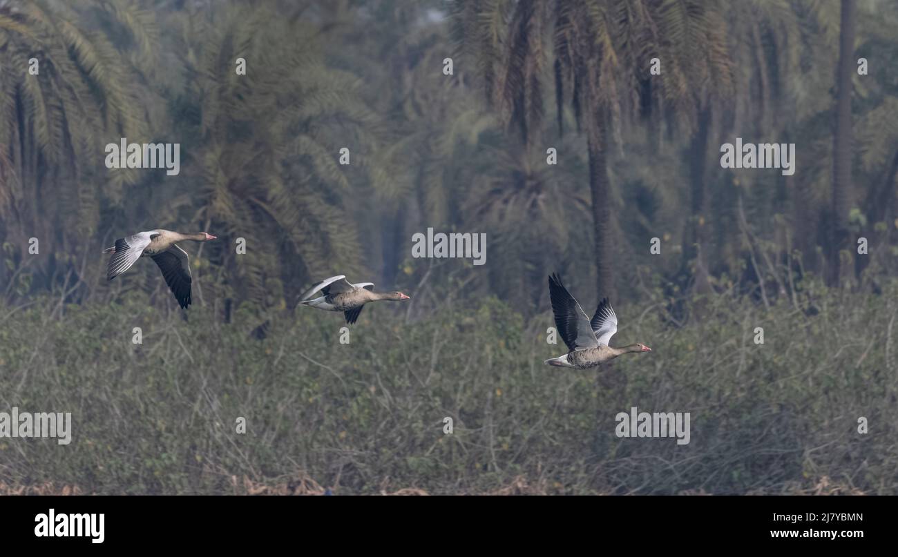 Greylag goose duck (Anser anser) flying in sky Stock Photo - Alamy