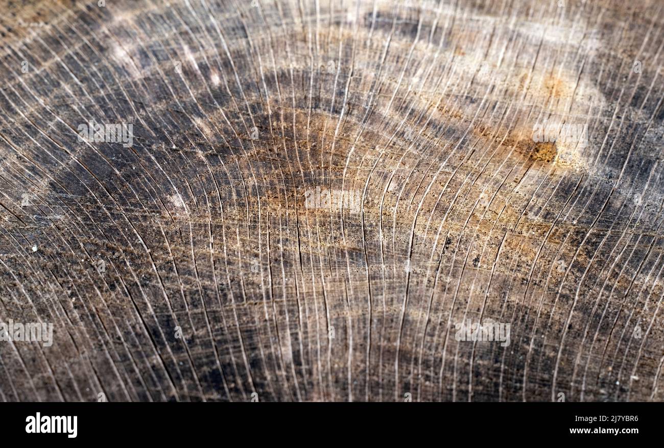Timber cross-cut in close-up Stock Photo - Alamy