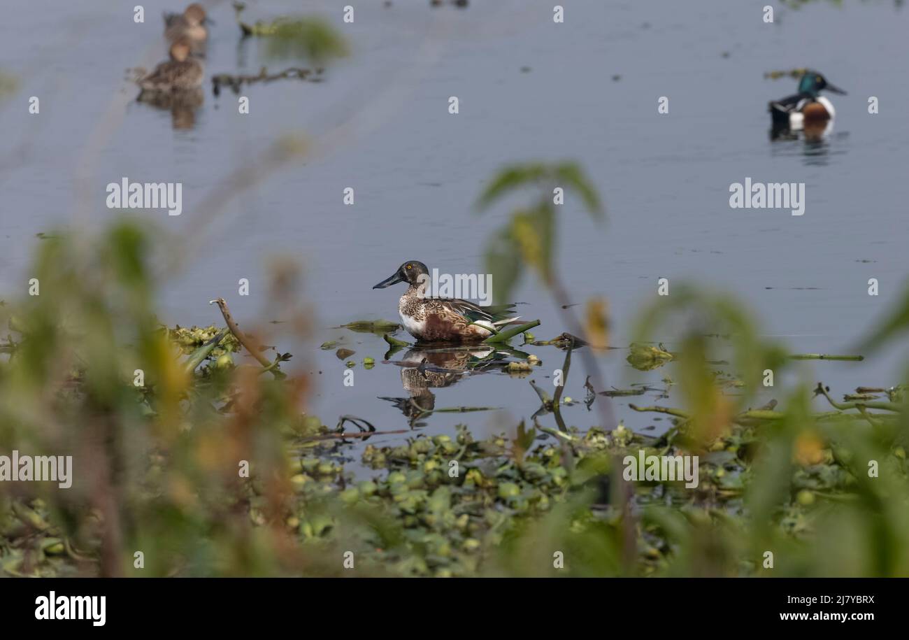 Northern shoveler (Spatula clypeata) duck swimming on water body Stock ...