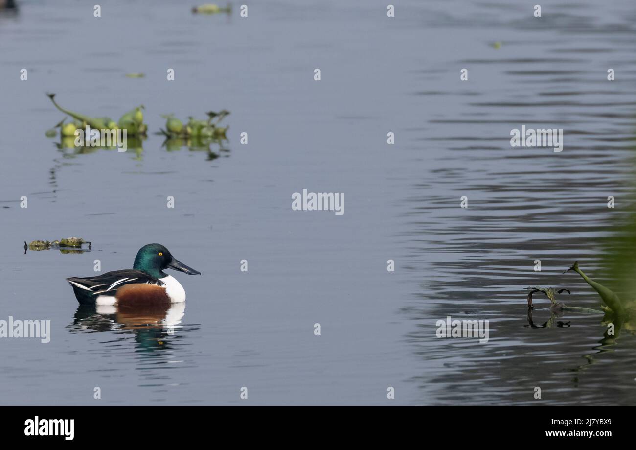 Northern shoveler (Spatula clypeata) duck swimming on water body Stock ...