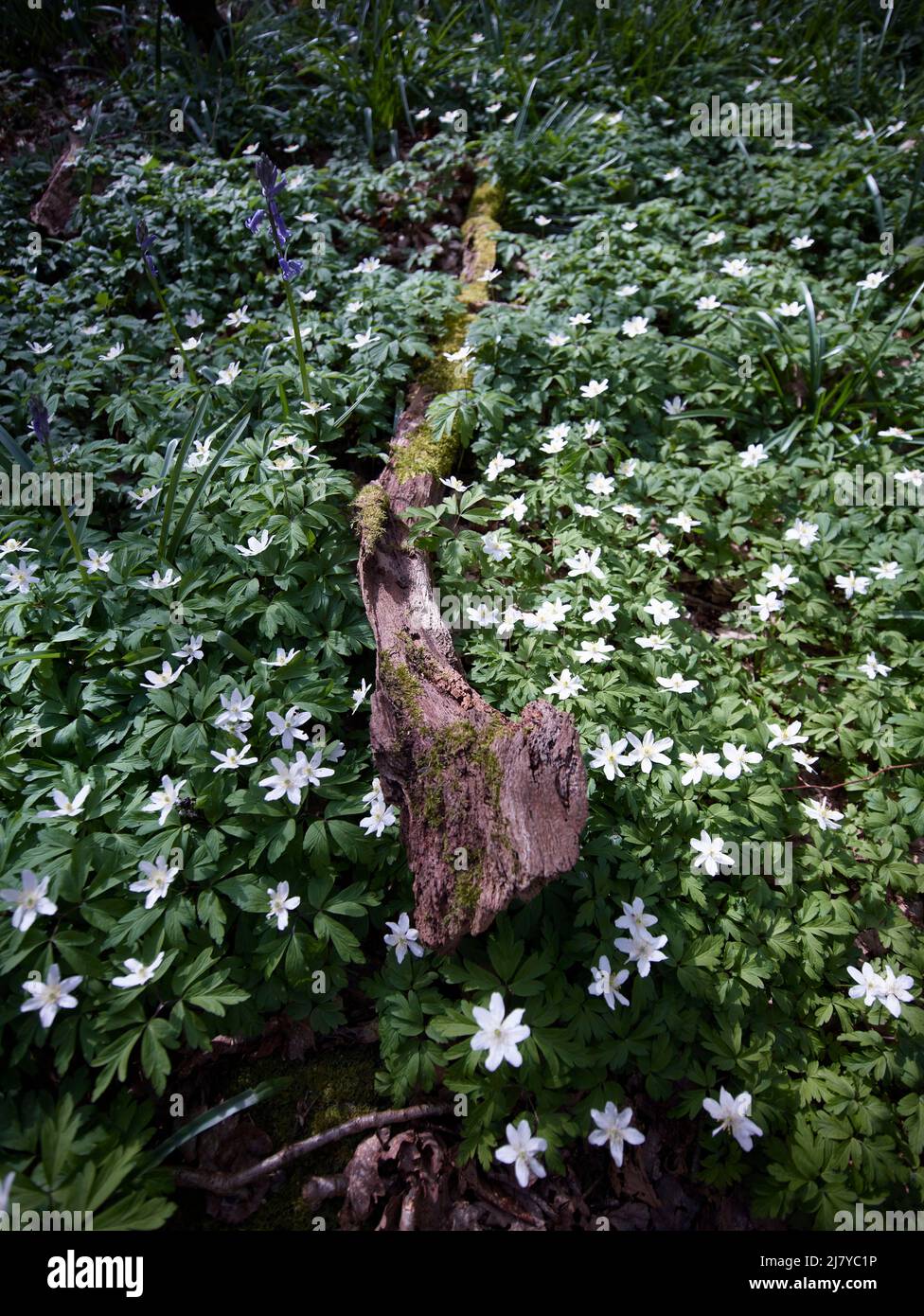 Delightful springtime Wood anemone flowering along a woodland path ...