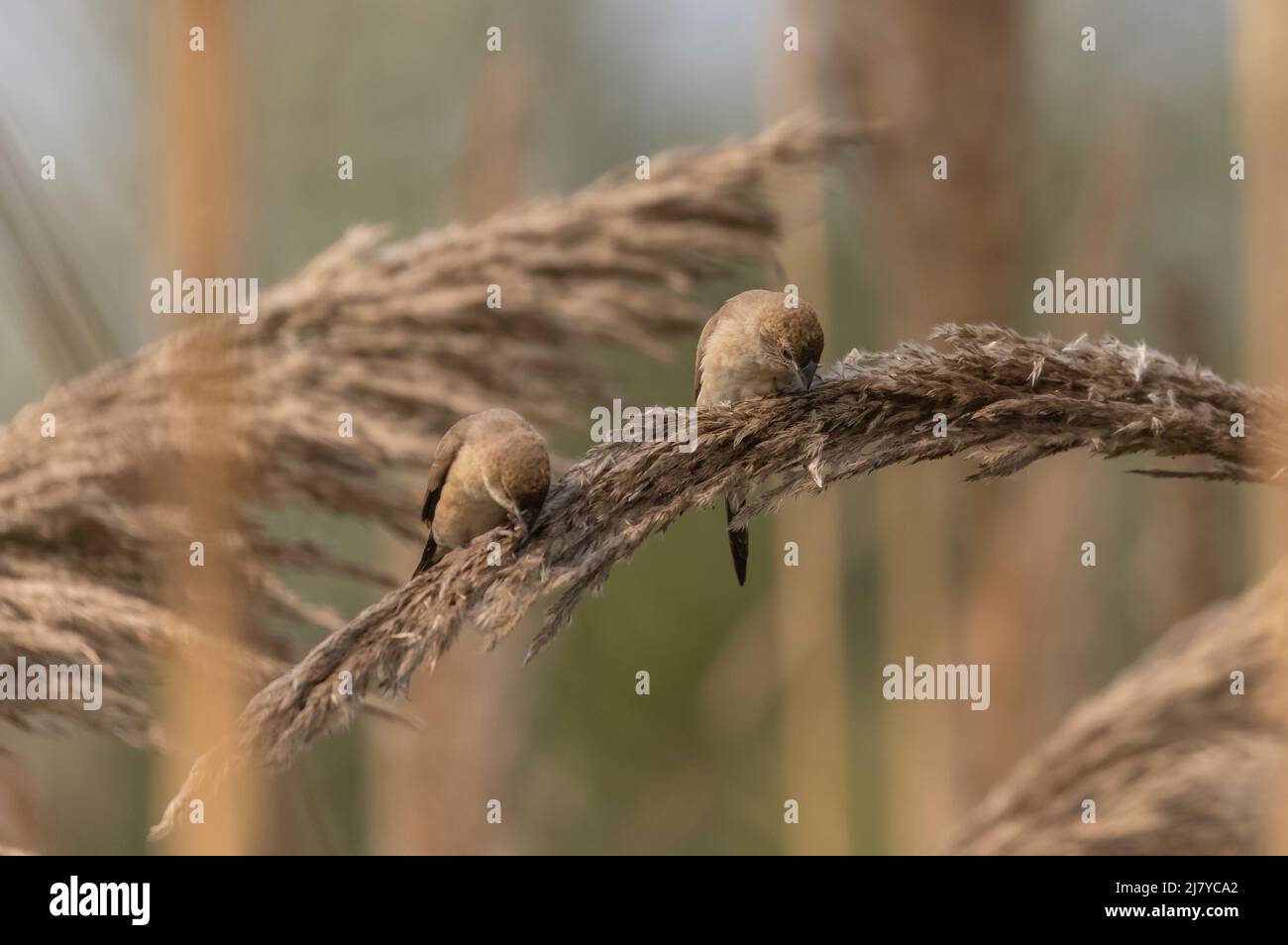 Indian Silverbills (Lonchura malabarica) bird perching on the branch of ...