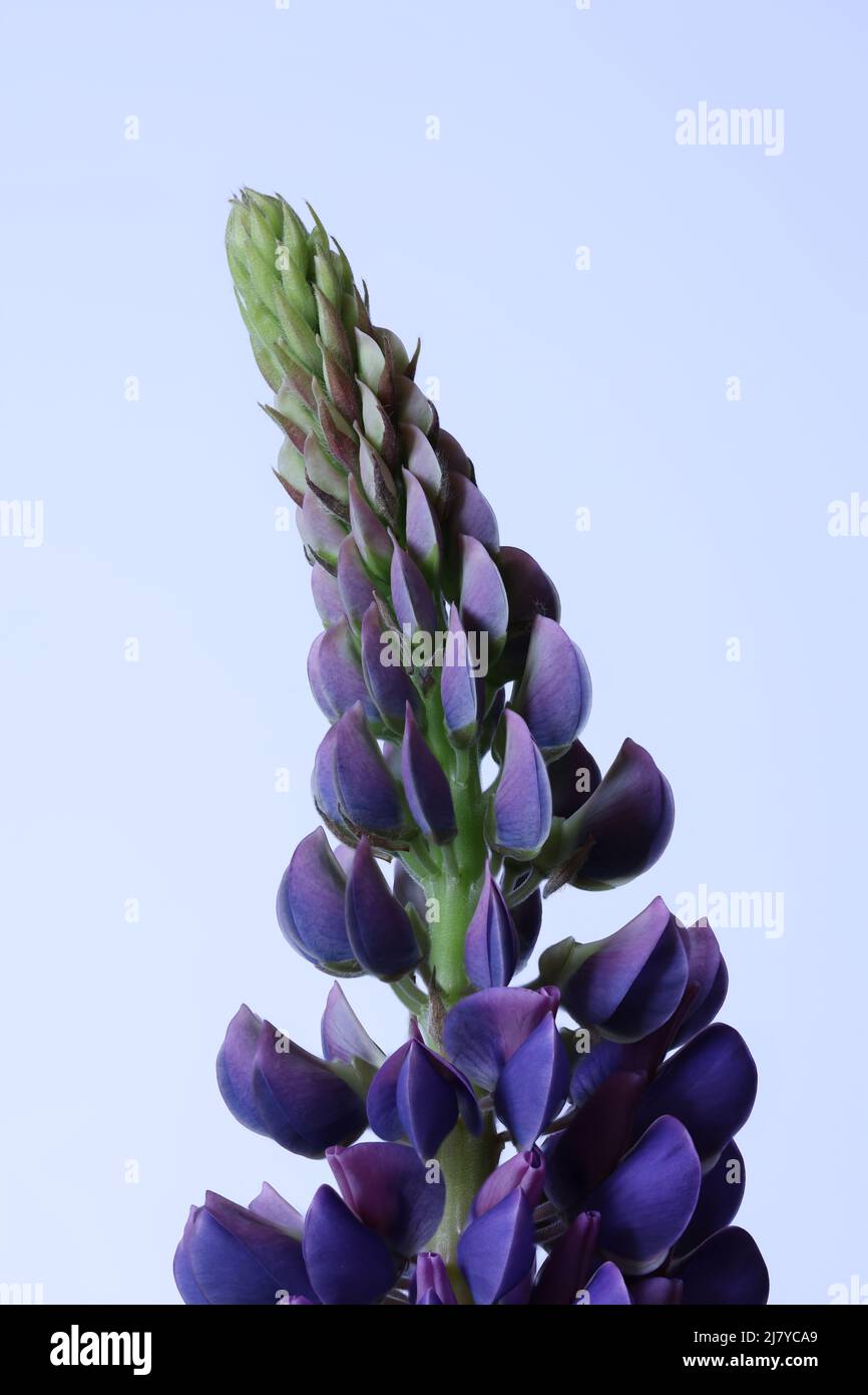 Lupin flower spike hi-res stock photography and images - Alamy