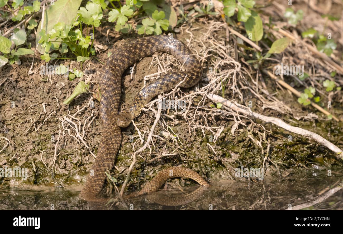 Rat snake (Ptyas mucosa) taking sunbath during the winter morning Stock ...