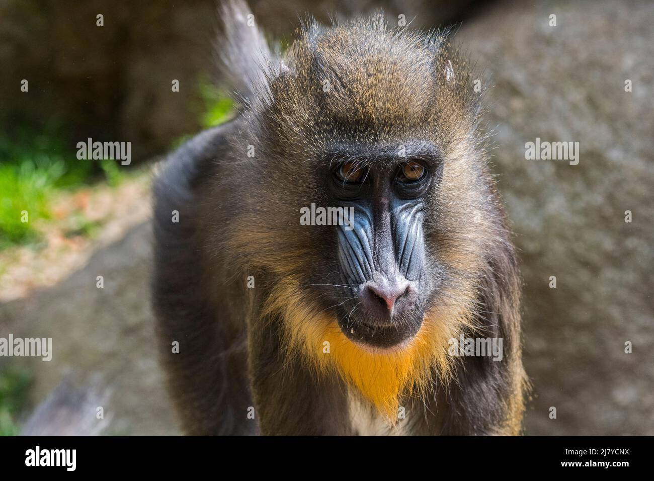 Mandrill (Mandrillus sphinx) juvenile male, Old World monkey native to ...