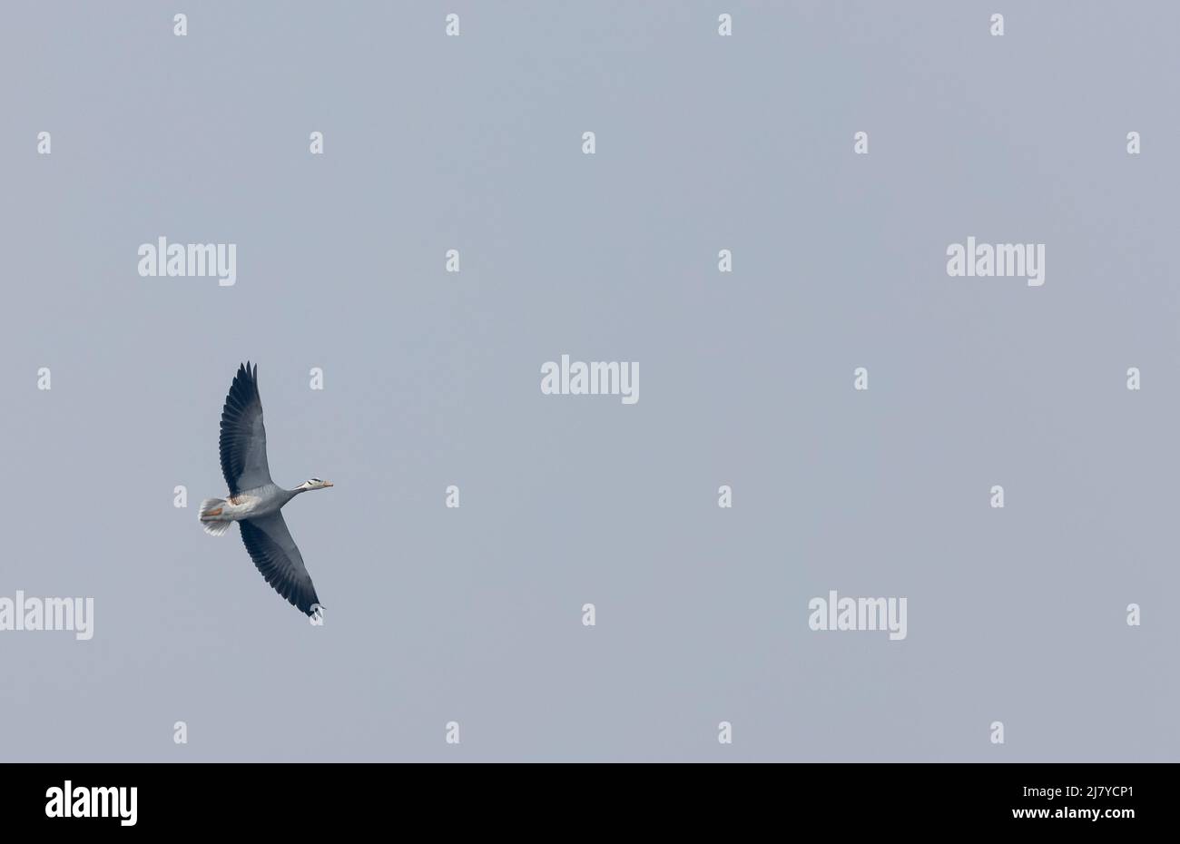 The golden goose bar hi-res stock photography and images - Alamy