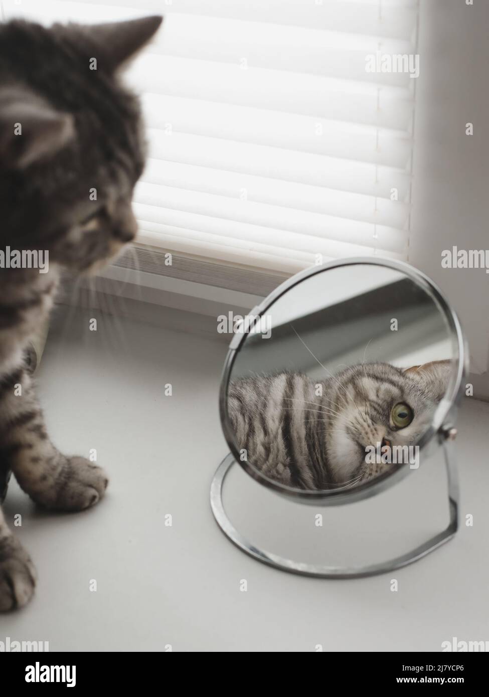 funny tabby cat looking at his reflection in the mirror Stock Photo - Alamy