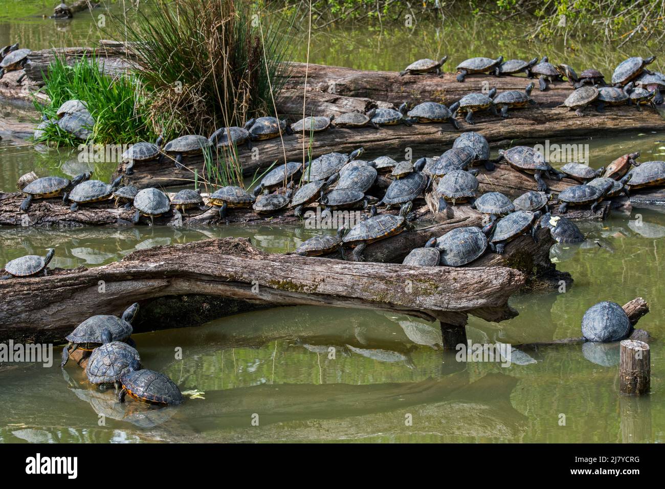 Red-eared terrapins (Trachemys scripta elegans) and yellow-bellied ...
