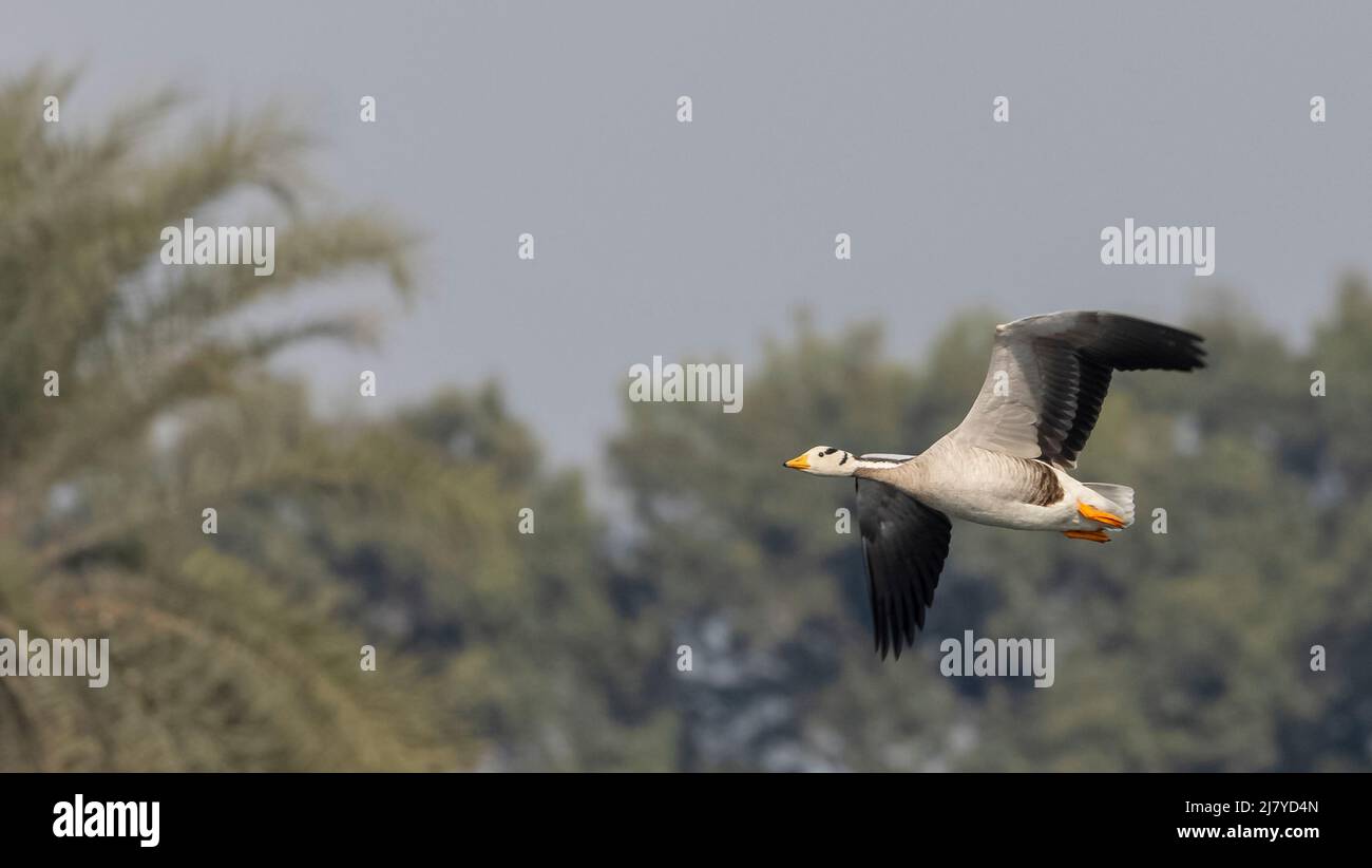 Bar-headed goose duck (Anser indicus) flying in the sky during winter ...