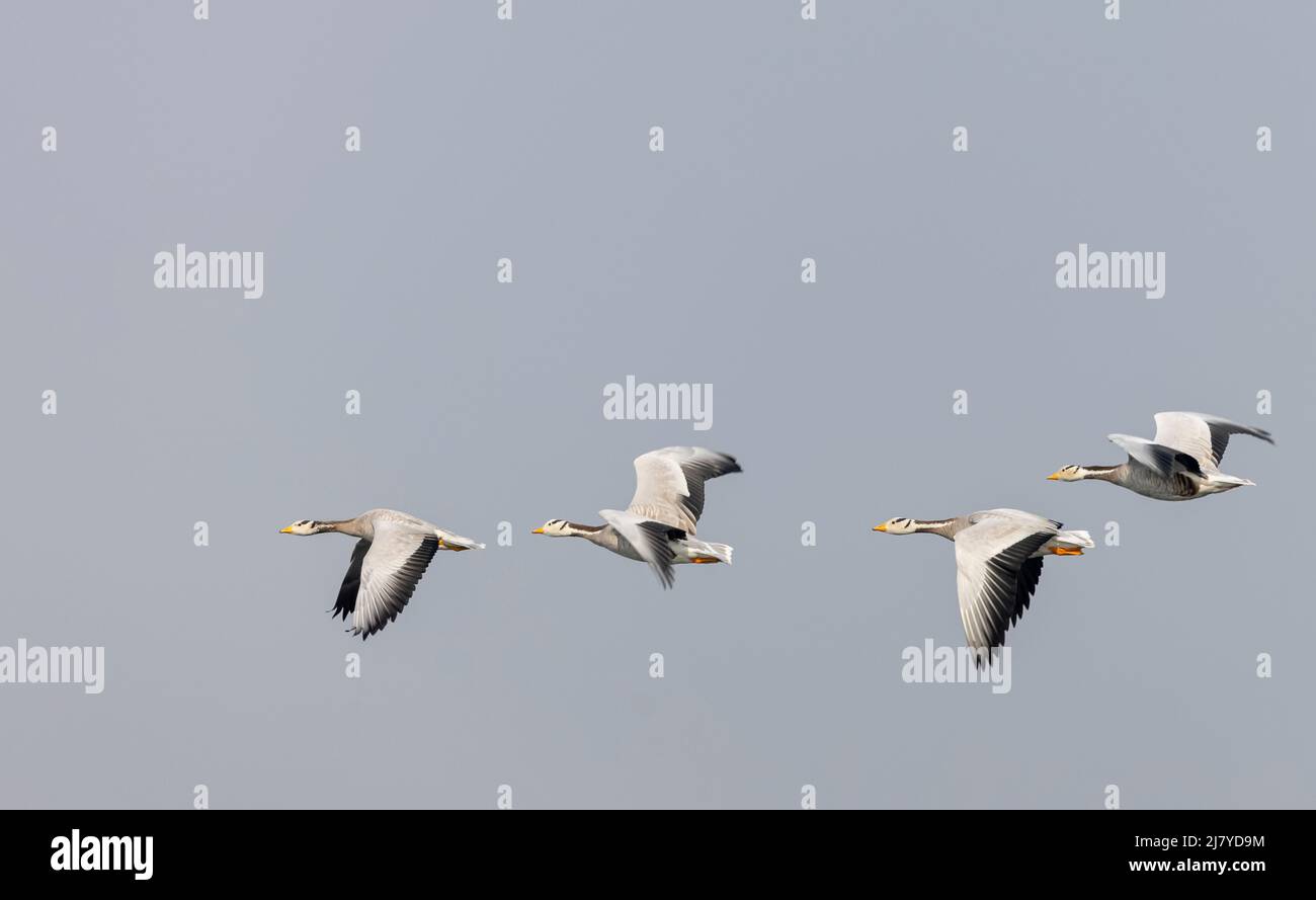 Bar-headed goose duck (Anser indicus) flying in the sky during winter ...