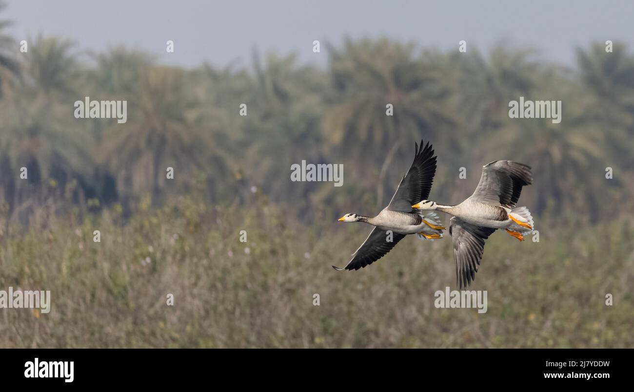 Bar-headed goose duck (Anser indicus) flying in the sky during winter ...