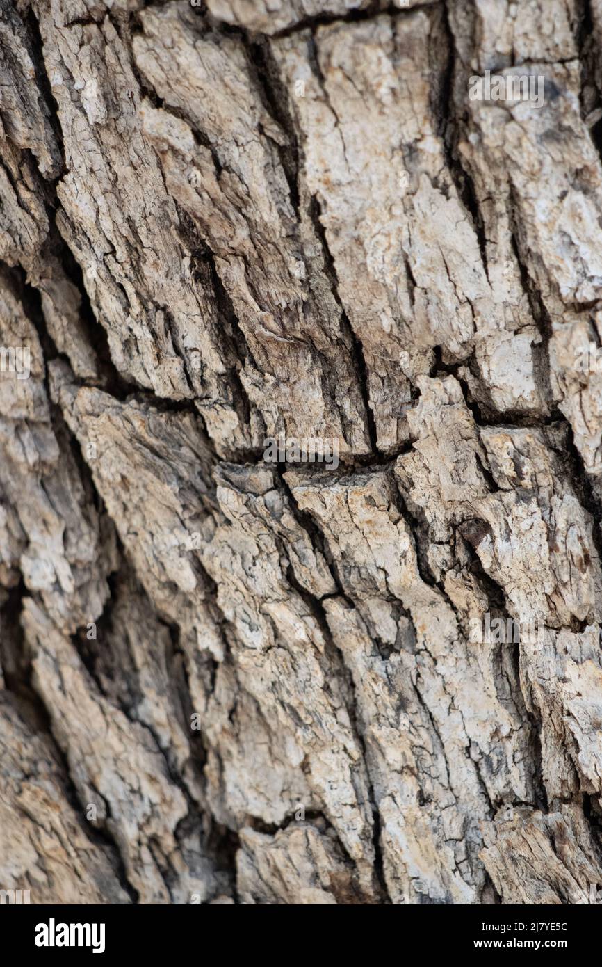 Aging grey scaly furrowed ridge bark of Quercus Chrysolepis, Fagaceae ...