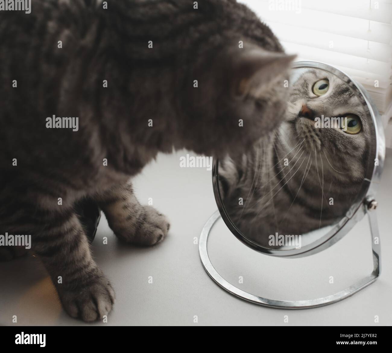 Tabby cat looking in mirror hi-res stock photography and images - Alamy