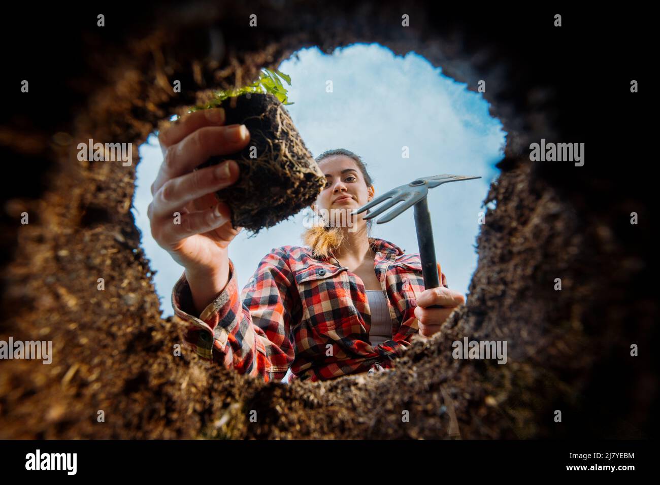 Female gardener planting. View from underground Stock Photo - Alamy