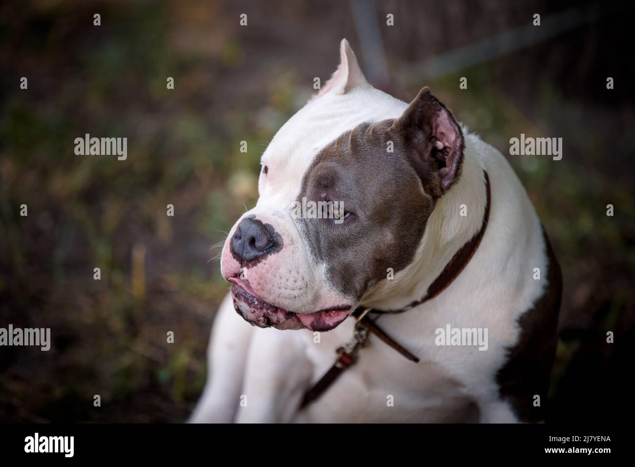 American bulldog having rest in forest Stock Photo - Alamy