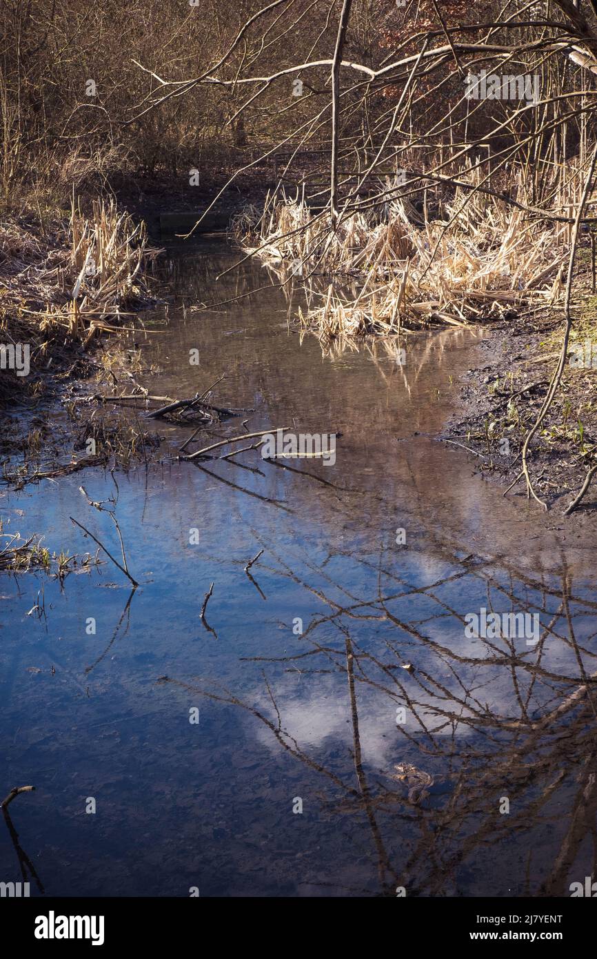 Marigolds field birds hi-res stock photography and images - Alamy
