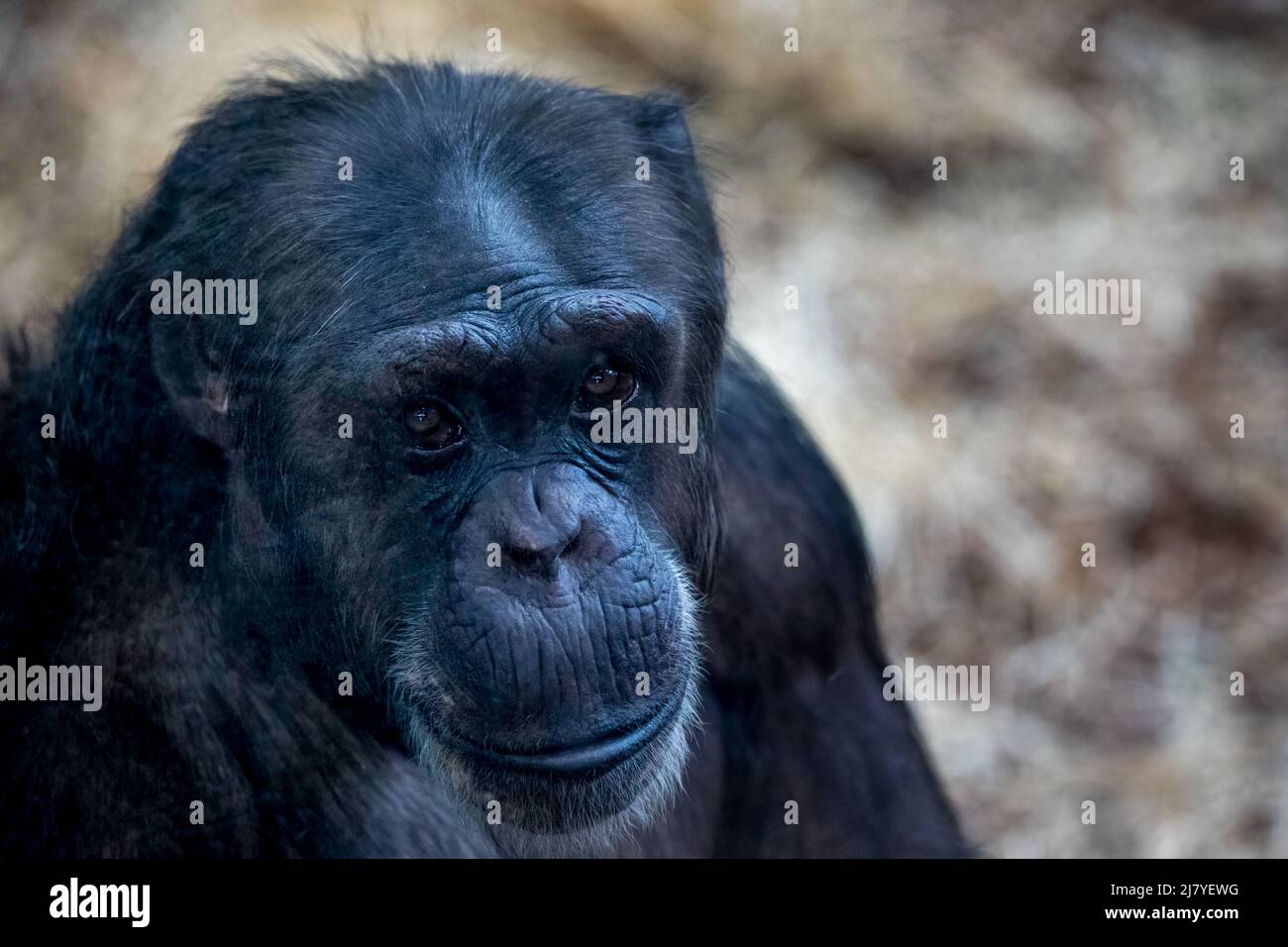 Portrait of a sad looking chimpanzee looking up Stock Photo - Alamy