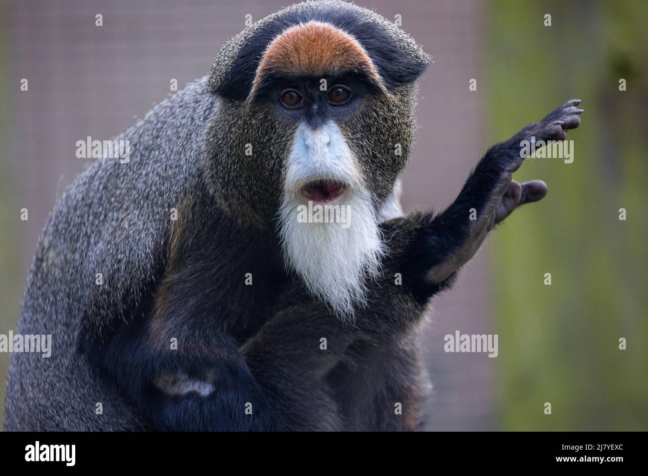 De brazza hi-res stock photography and images - Alamy