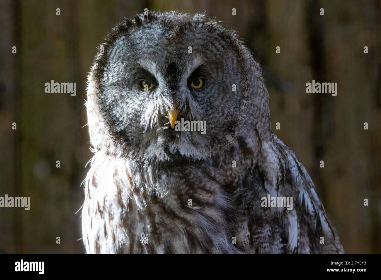 Portrait great grey owl hi-res stock photography and images - Alamy