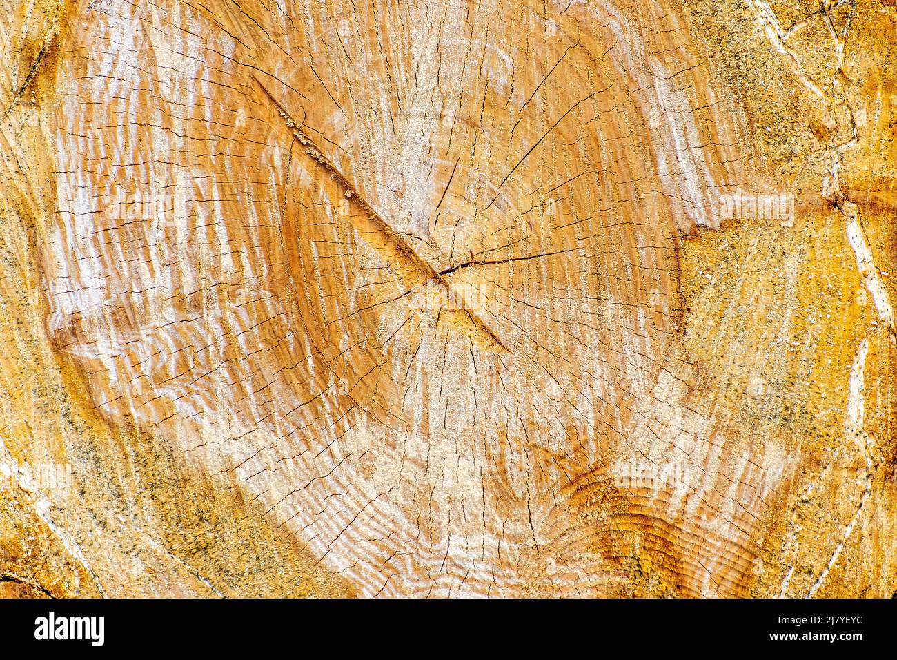Cut the trunk with many tree rings. They represent the age of the tree ...