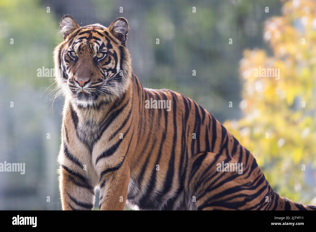 Sumatran tiger face hi-res stock photography and images - Alamy