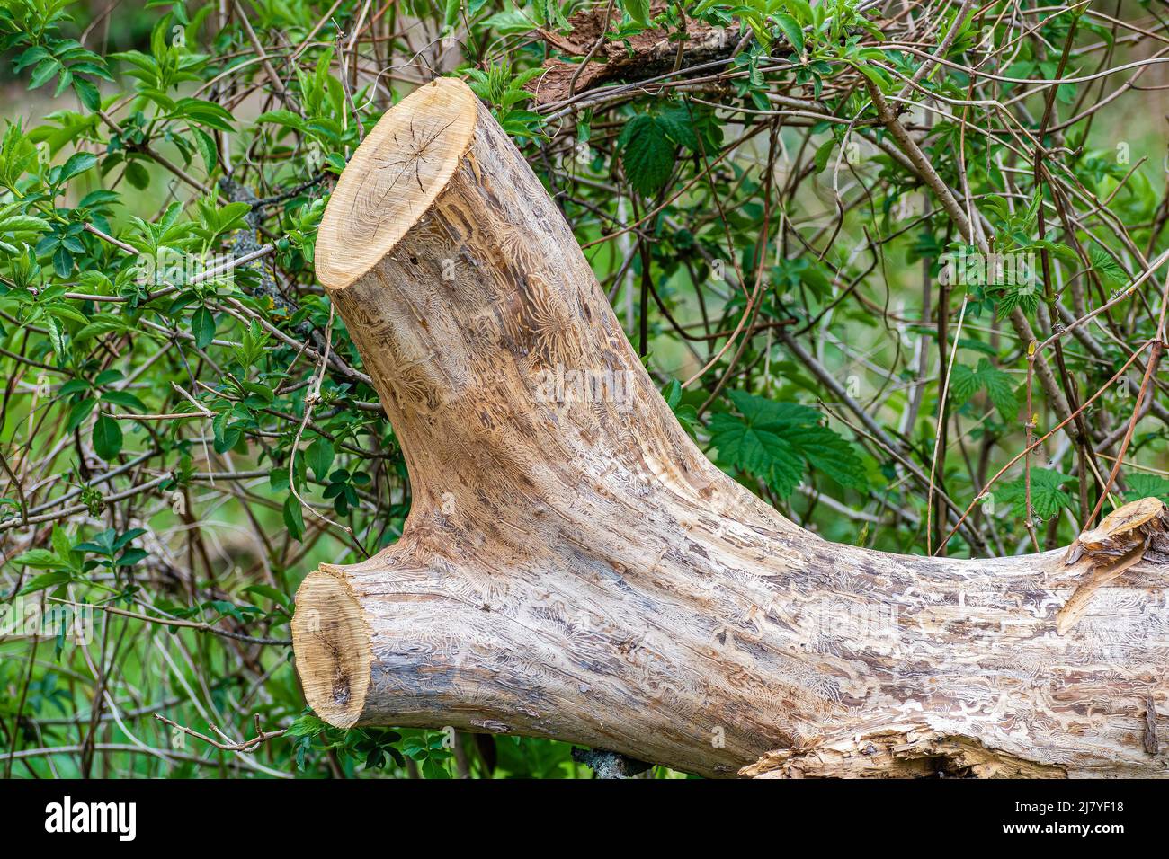 Old dhad not trunk Stock Photo - Alamy