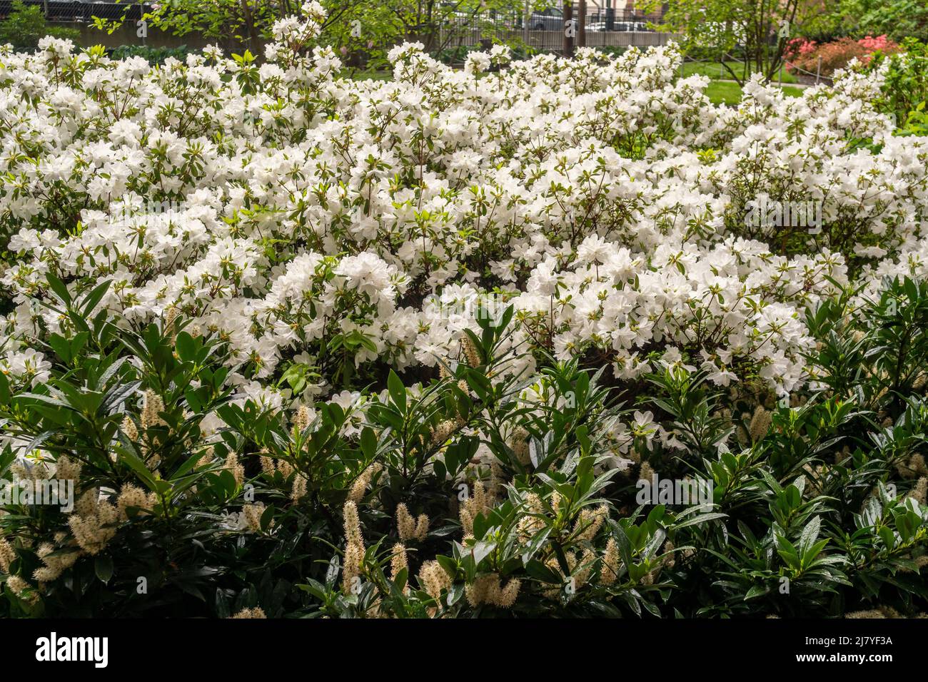 Landscaping in a apartment building complex in Chelsea in New York is ...