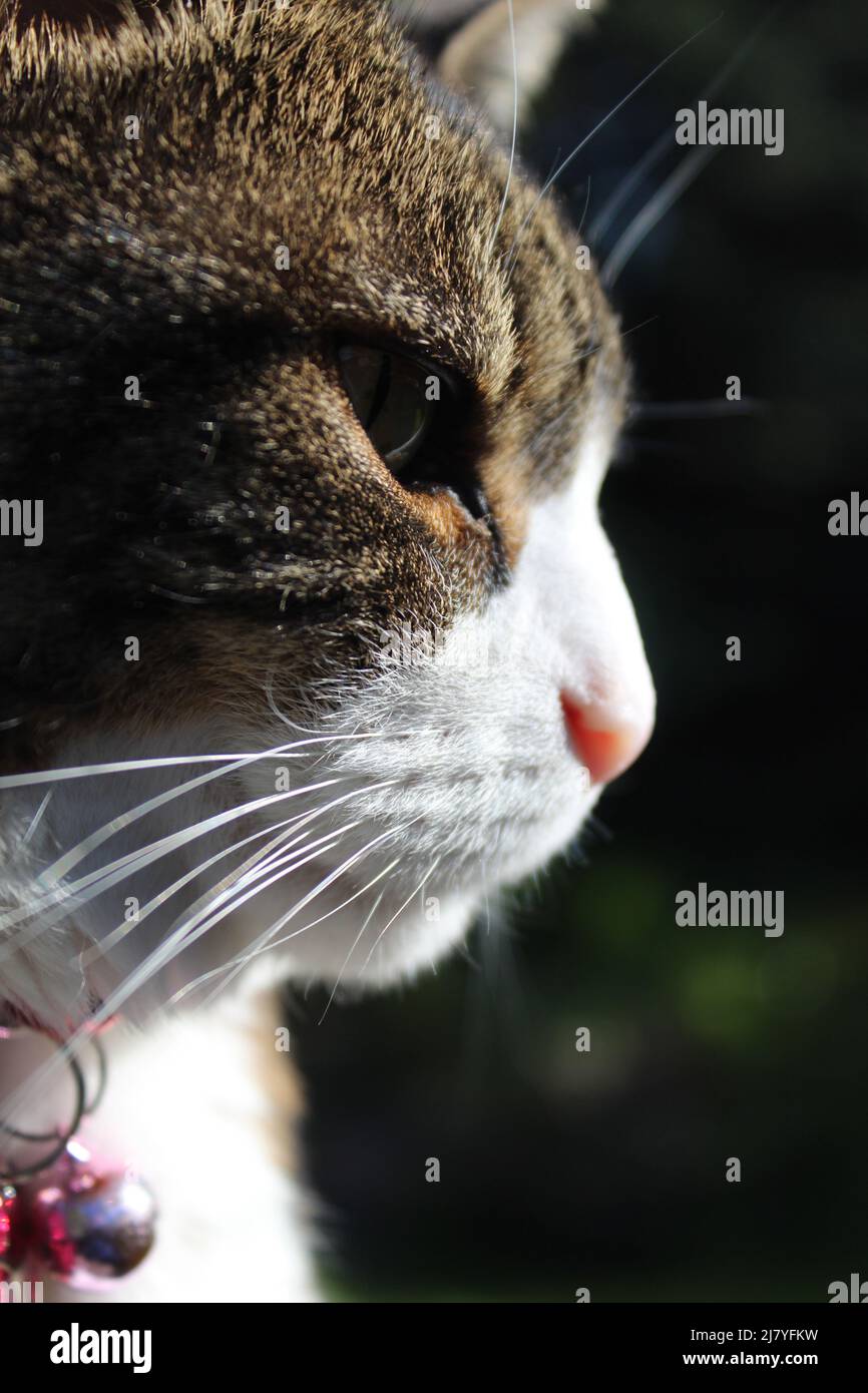 Close up tabby cat profile hi-res stock photography and images - Alamy