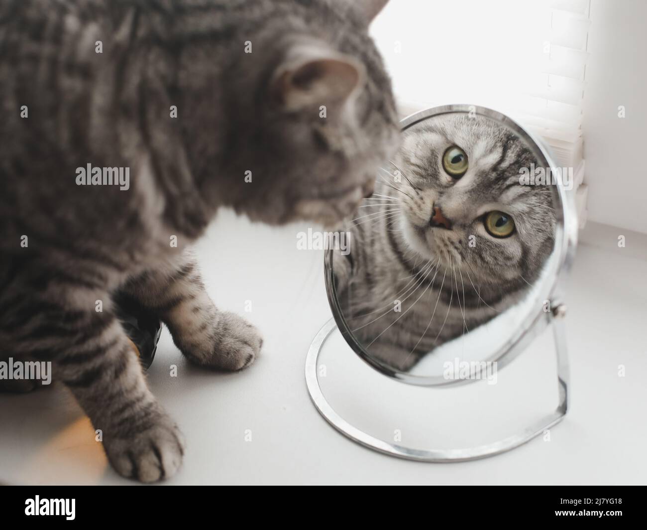funny tabby cat looking at his reflection in the mirror Stock Photo - Alamy