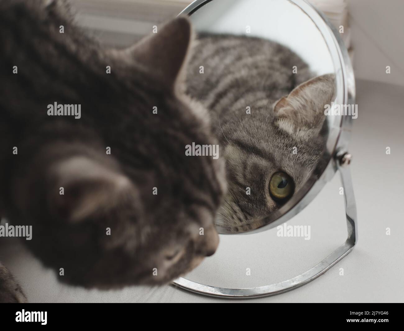 funny tabby cat looking at his reflection in the mirror Stock Photo - Alamy