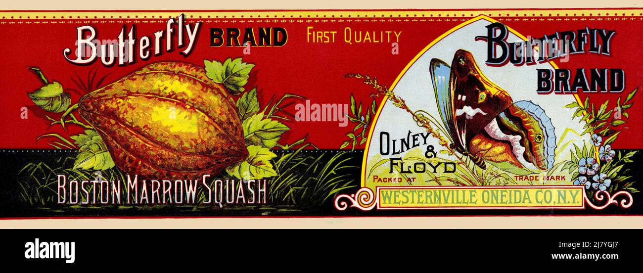 Butterly Brand Boston Marrow Squash Stock Photo - Alamy