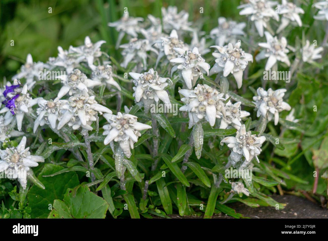 Edelweiss, a rare protected mountain flower Stock Photo - Alamy